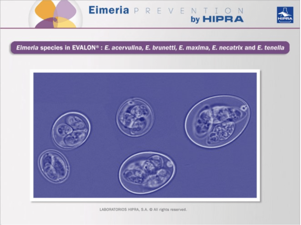 Can Eimeria vaccines replace anticoccidials for the prevention of coccidiosis in poultry farming ...